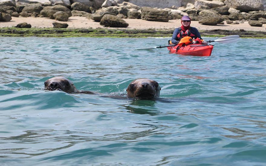 Kayak con Lobos Marinos > Puerto Madryn Excursiones | Actividades ...